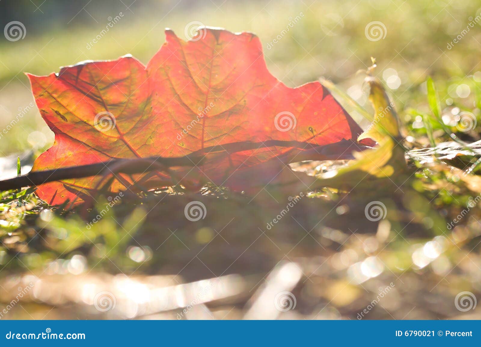 Fallen leaf at dawn stock image. Image of grass, beauty - 6790021