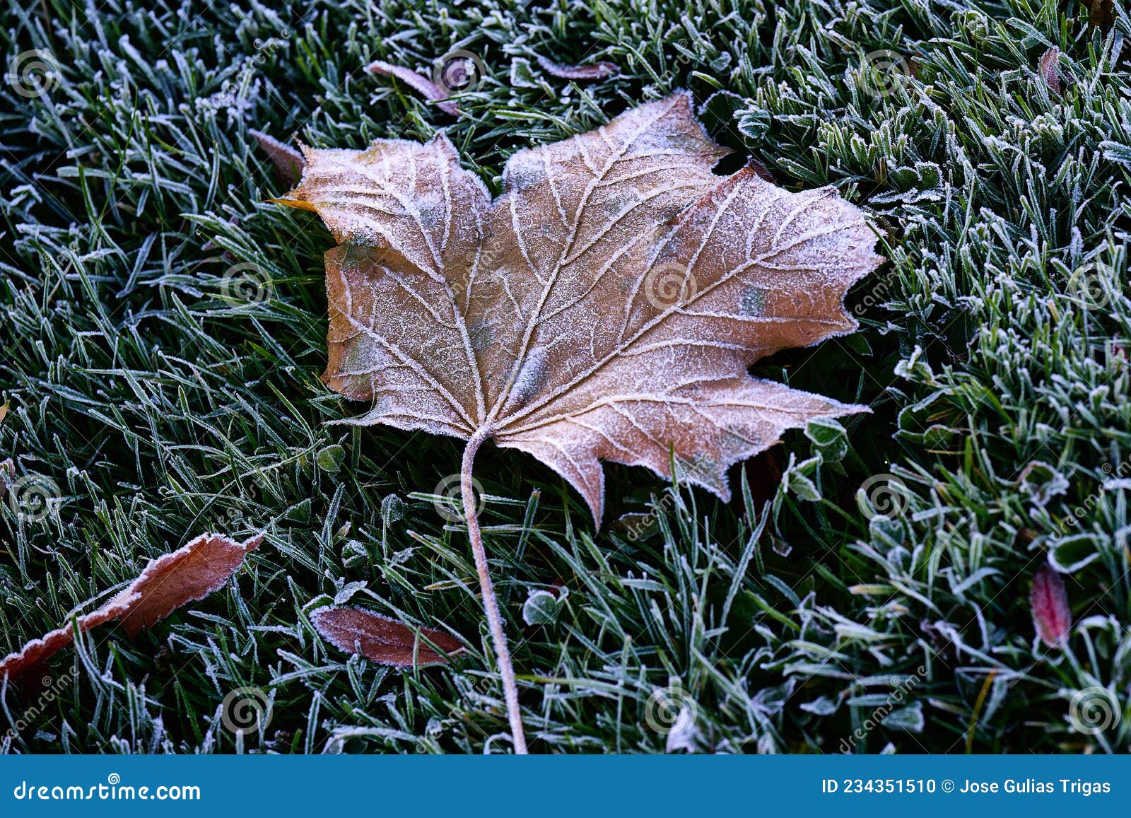 Fallen Leaf during the Fall and Covered with a Layer of Frost Stock ...