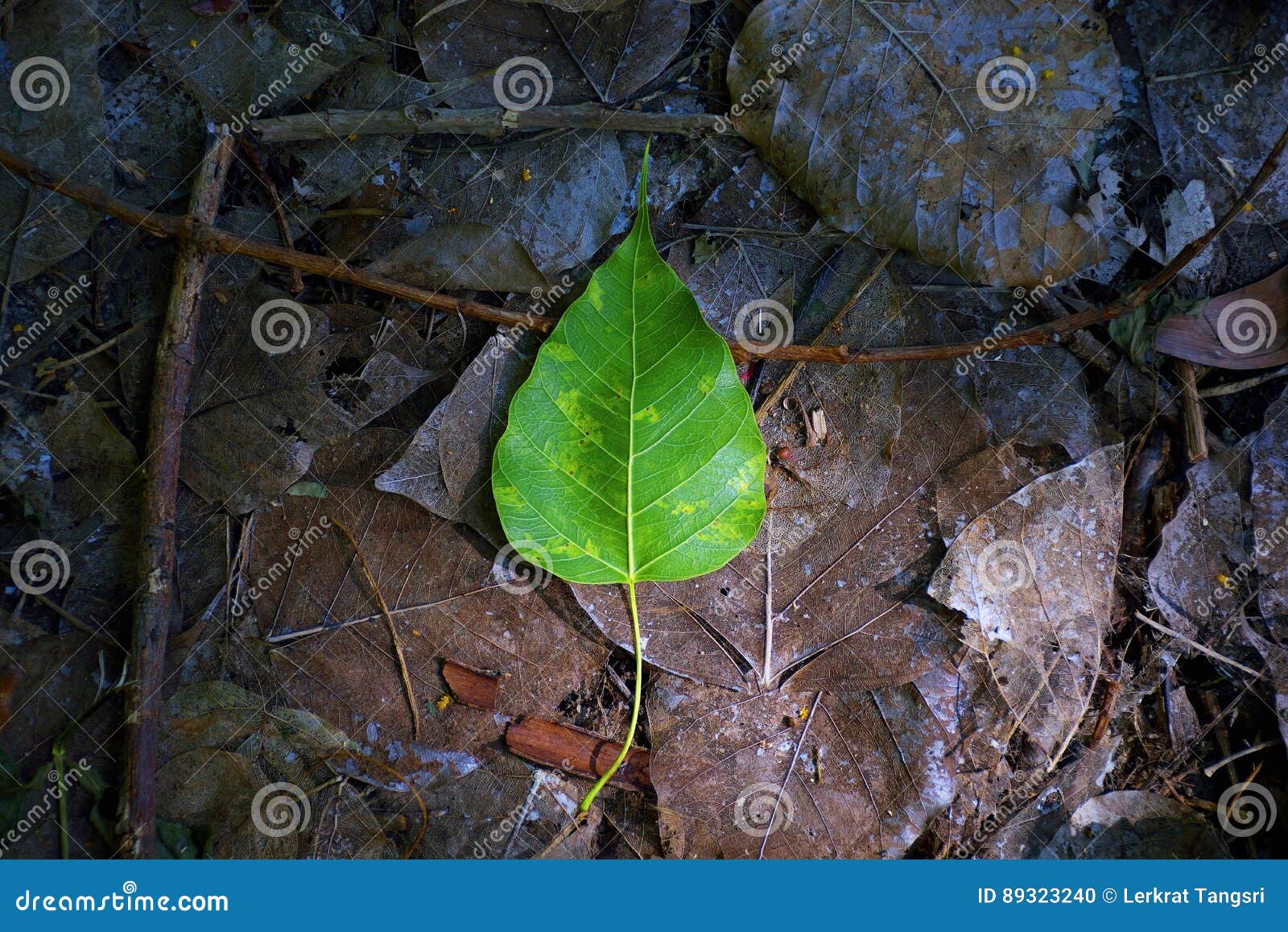 Fallen Leaf stock photo. Image of leaf, wild, fallen - 89323240