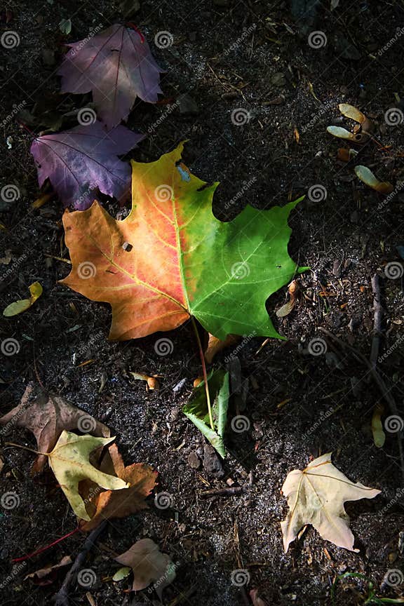 Fallen Leaf Halfway Changed for Autumn Stock Photo - Image of leaf ...