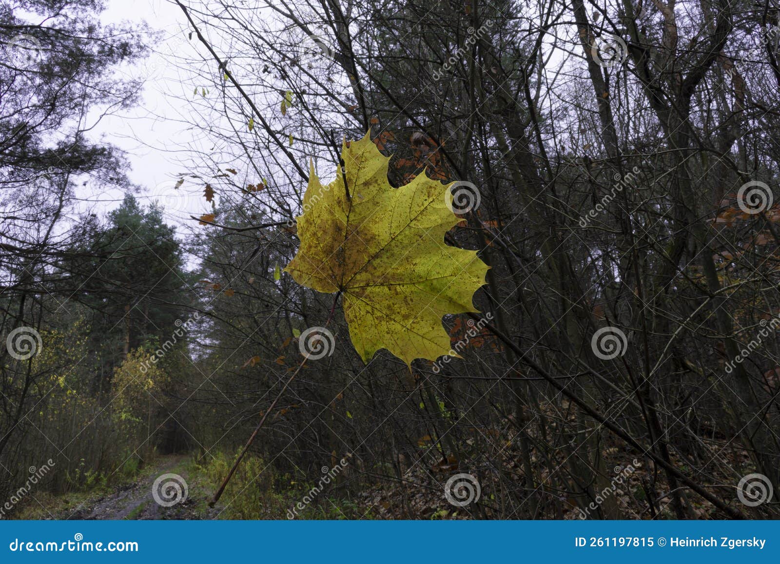 Fallen Leaf in Late Autumn after Rain Stock Image - Image of forest ...