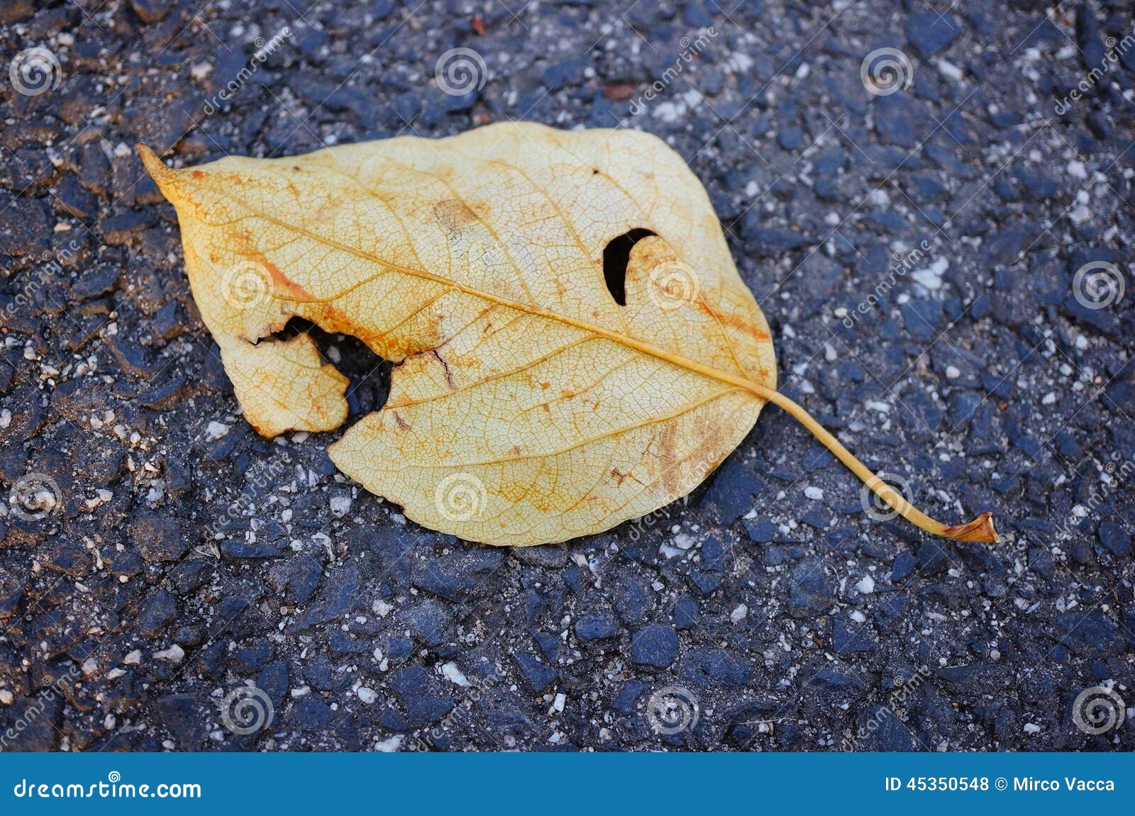 Fallen leaf stock photo. Image of lying, leaf, ground - 45350548