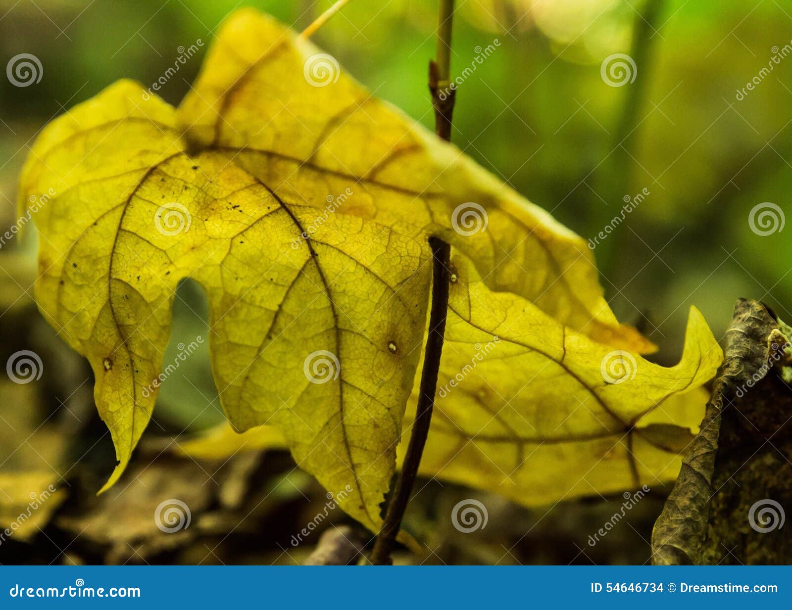 Fallen Leaf stock photo. Image of fallen, fall, autumn - 54646734