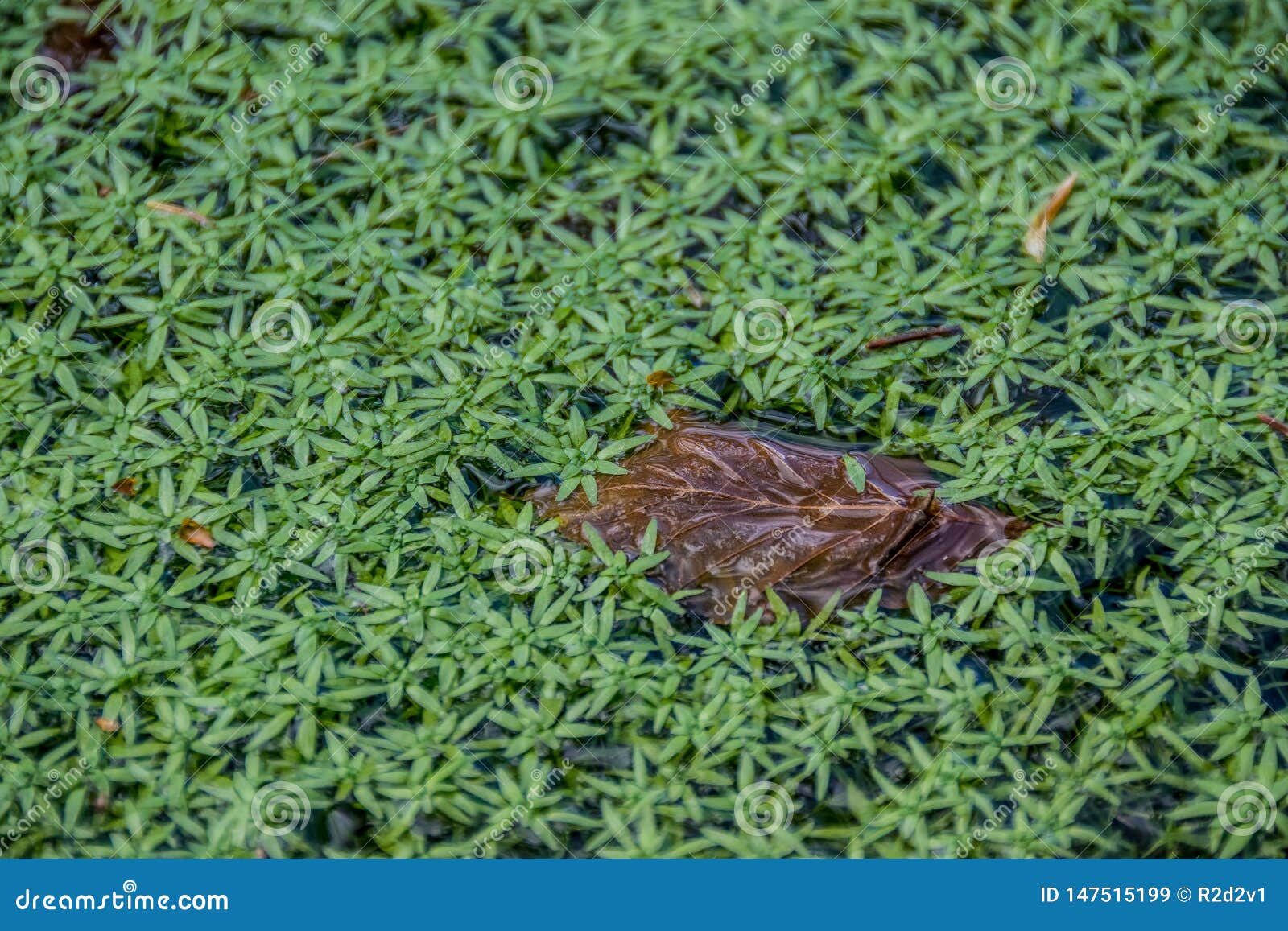 Fallen Leaf and Moss on the Water Stock Image - Image of foliage, moss ...