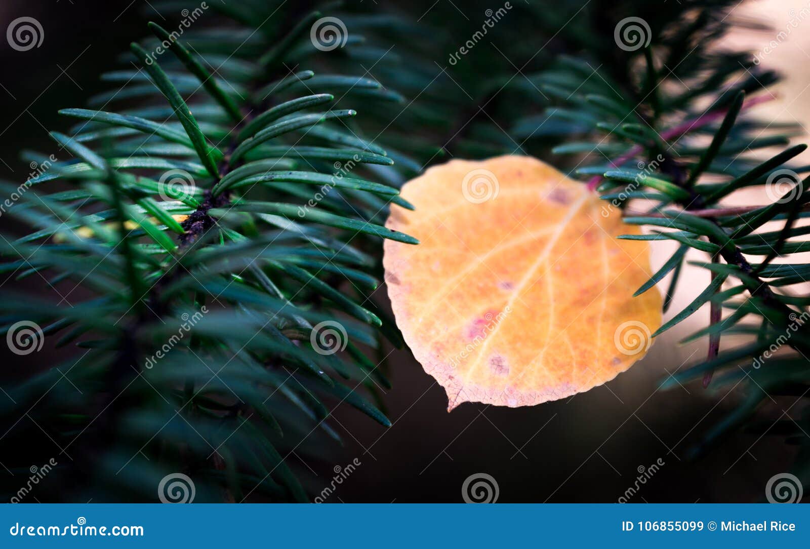 Fallen Leaf on Pine Branches Stock Image - Image of detail, nature ...