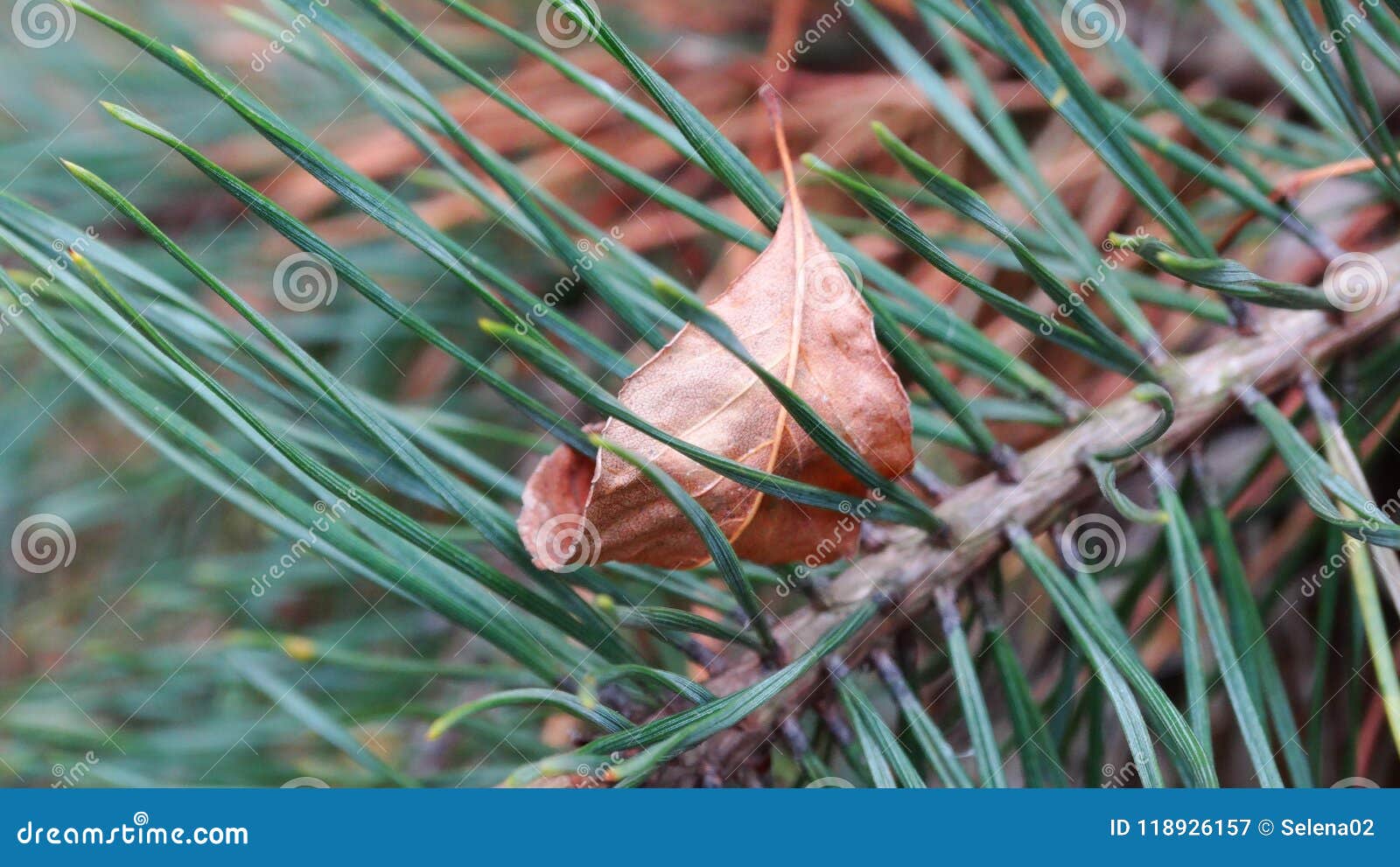 The Fallen Leaf on the Pine-tree. Stock Image - Image of branch, spruce ...