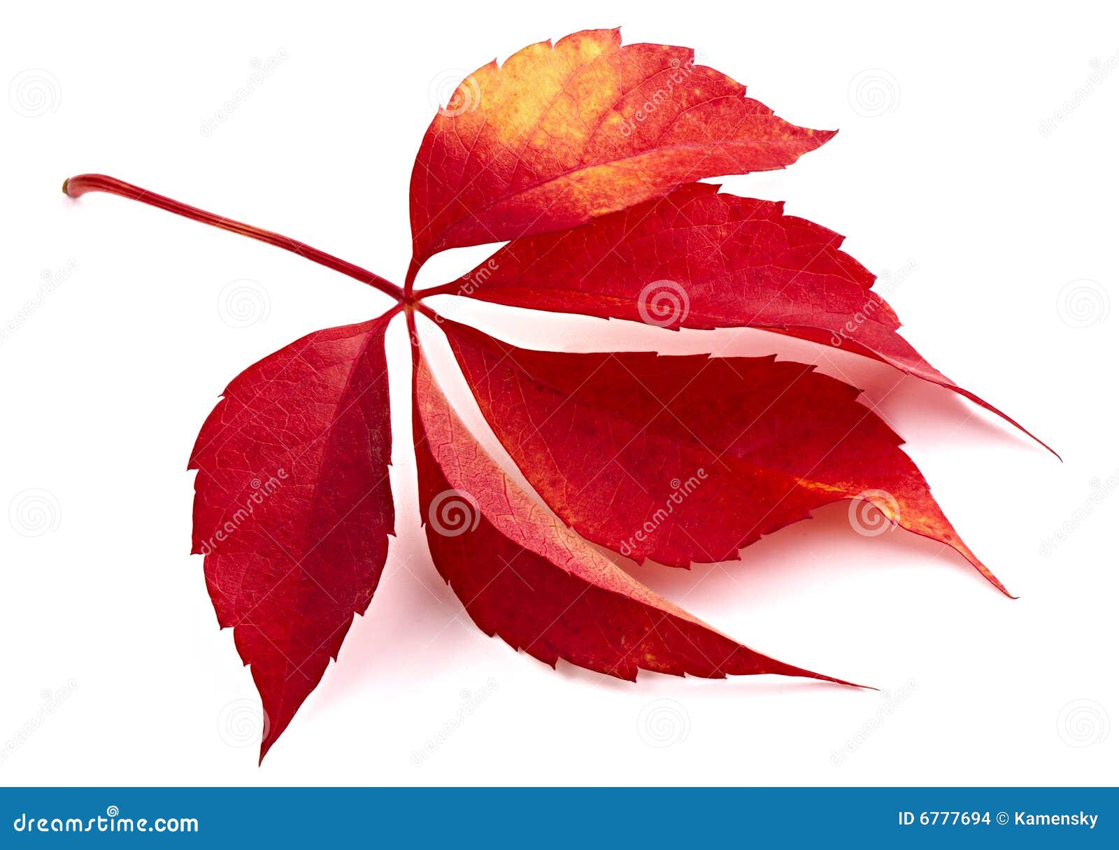 Fallen leaf red stock photo. Image of color, botany, gold - 6777694