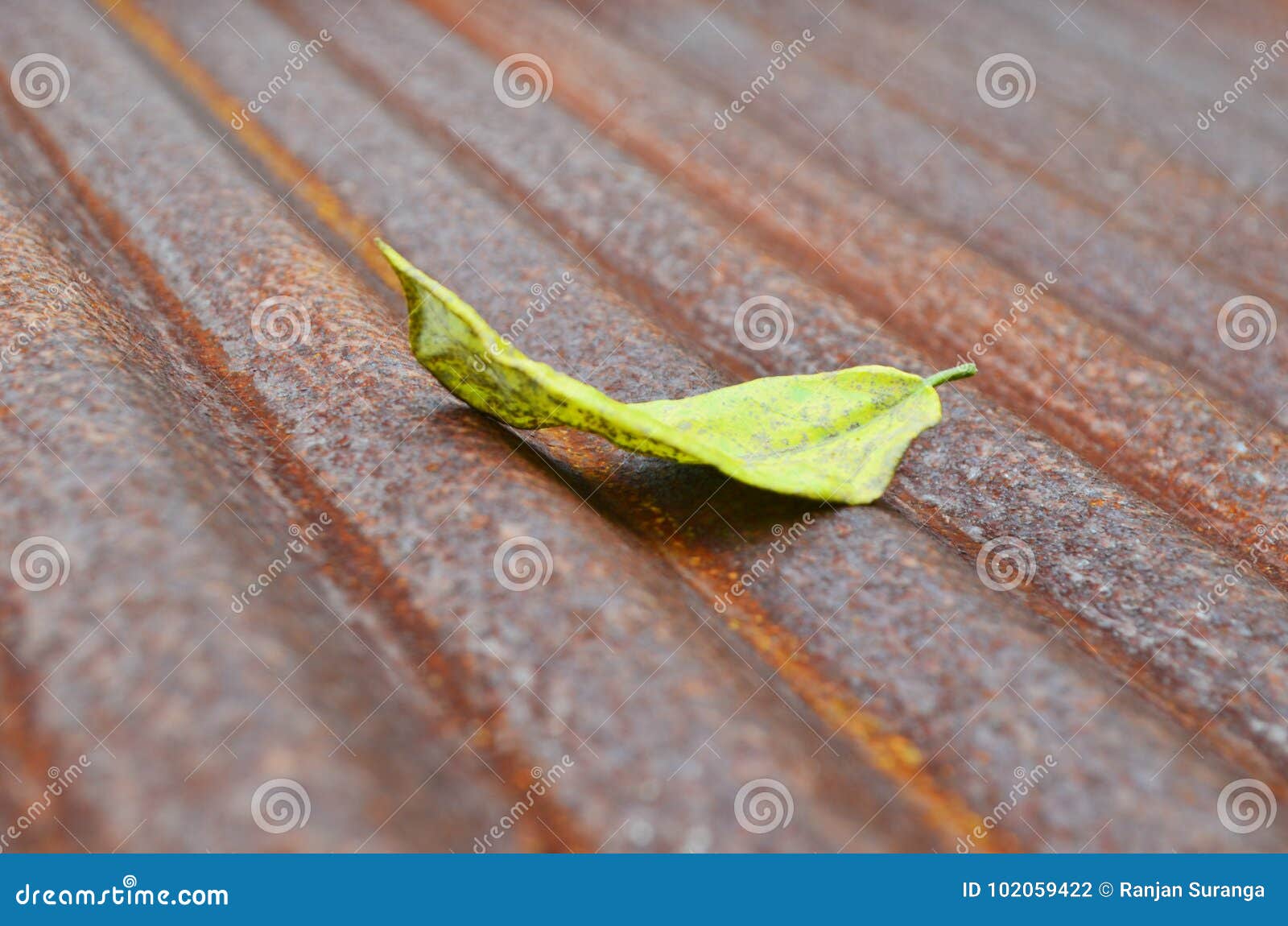 Fallen Leaf on Rusted Corrugated Galvanized Iron Plate Stock Photo ...