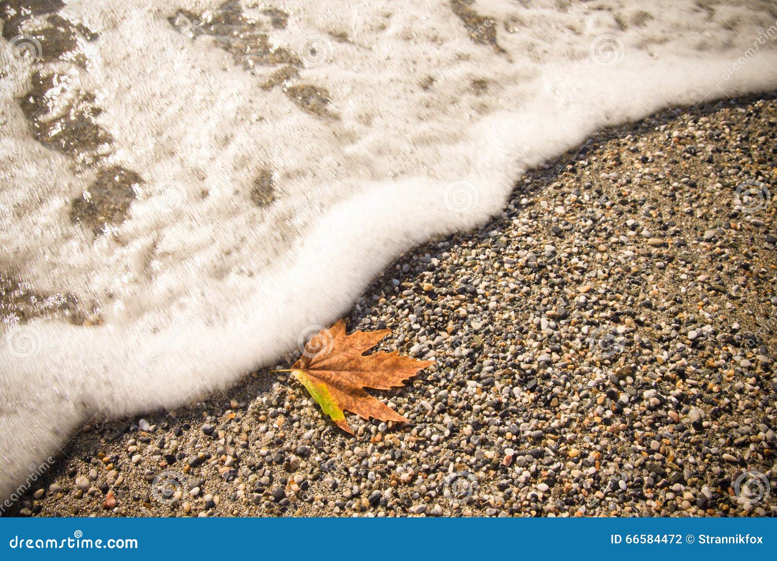 Fallen Leaf in the Sand on a Sea Coast. Toned Stock Photo - Image of ...