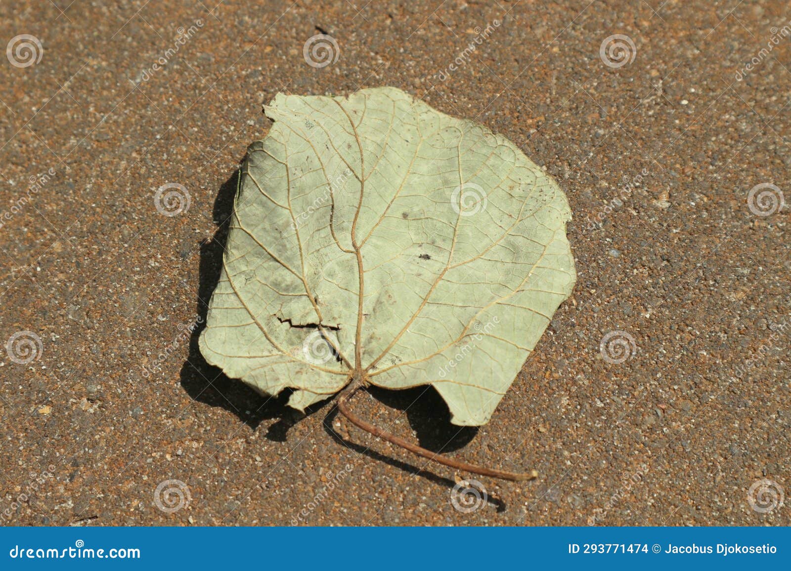 Fallen Leaf on the Stone Pathway Stock Photo - Image of botanical ...