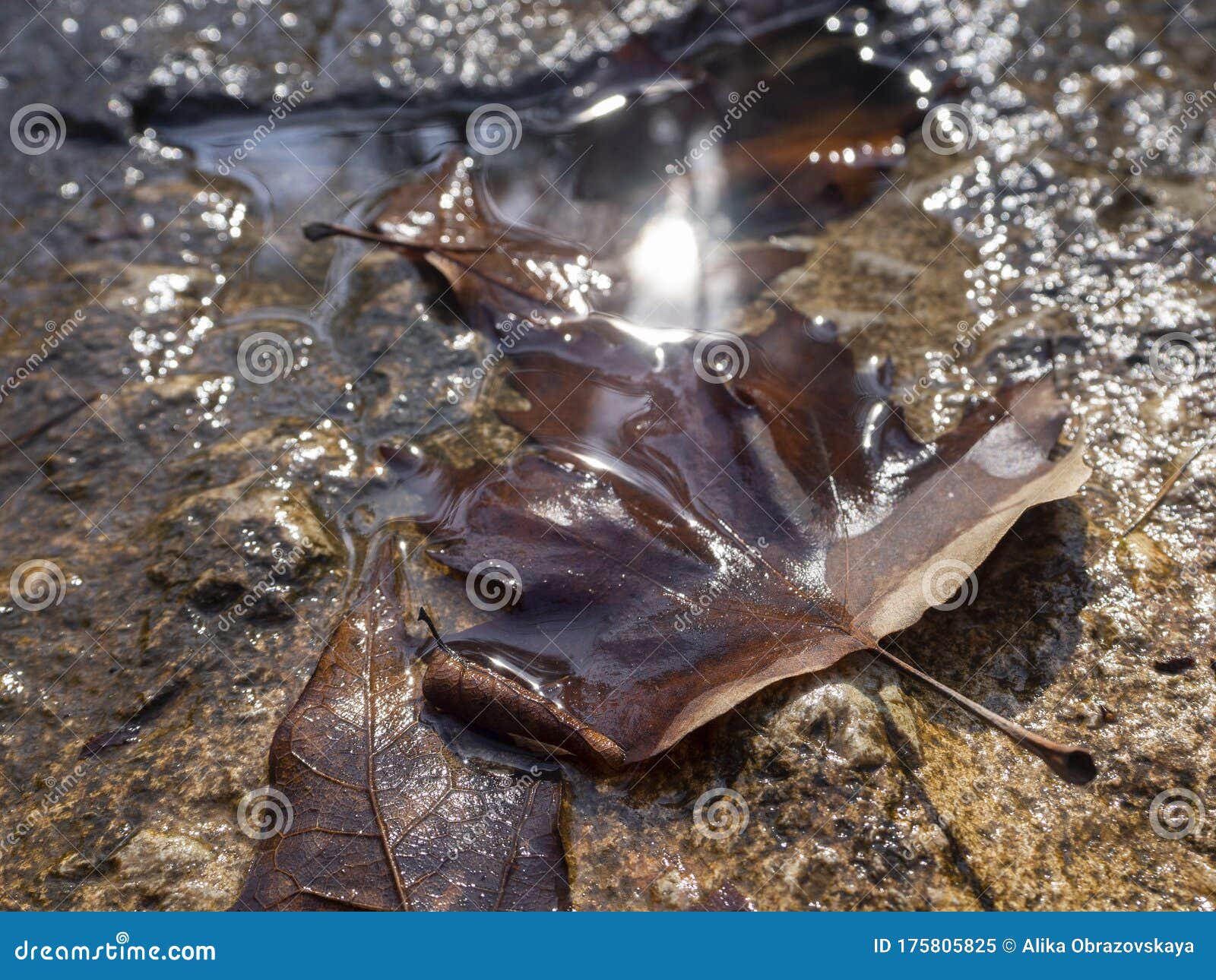 A Fallen Leaf of a Sycamore Tree Lies in a Puddle in the Sunlight Stock ...