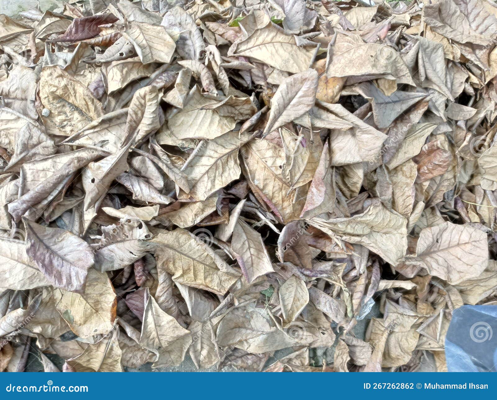 The Fallen Leaf Trash from the Top of the Tree Stock Photo - Image of ...