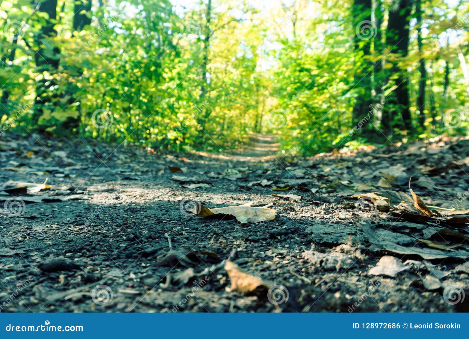 Fallen Leaf on the Walking Track in Autumn Forest Nature. Stock Photo ...
