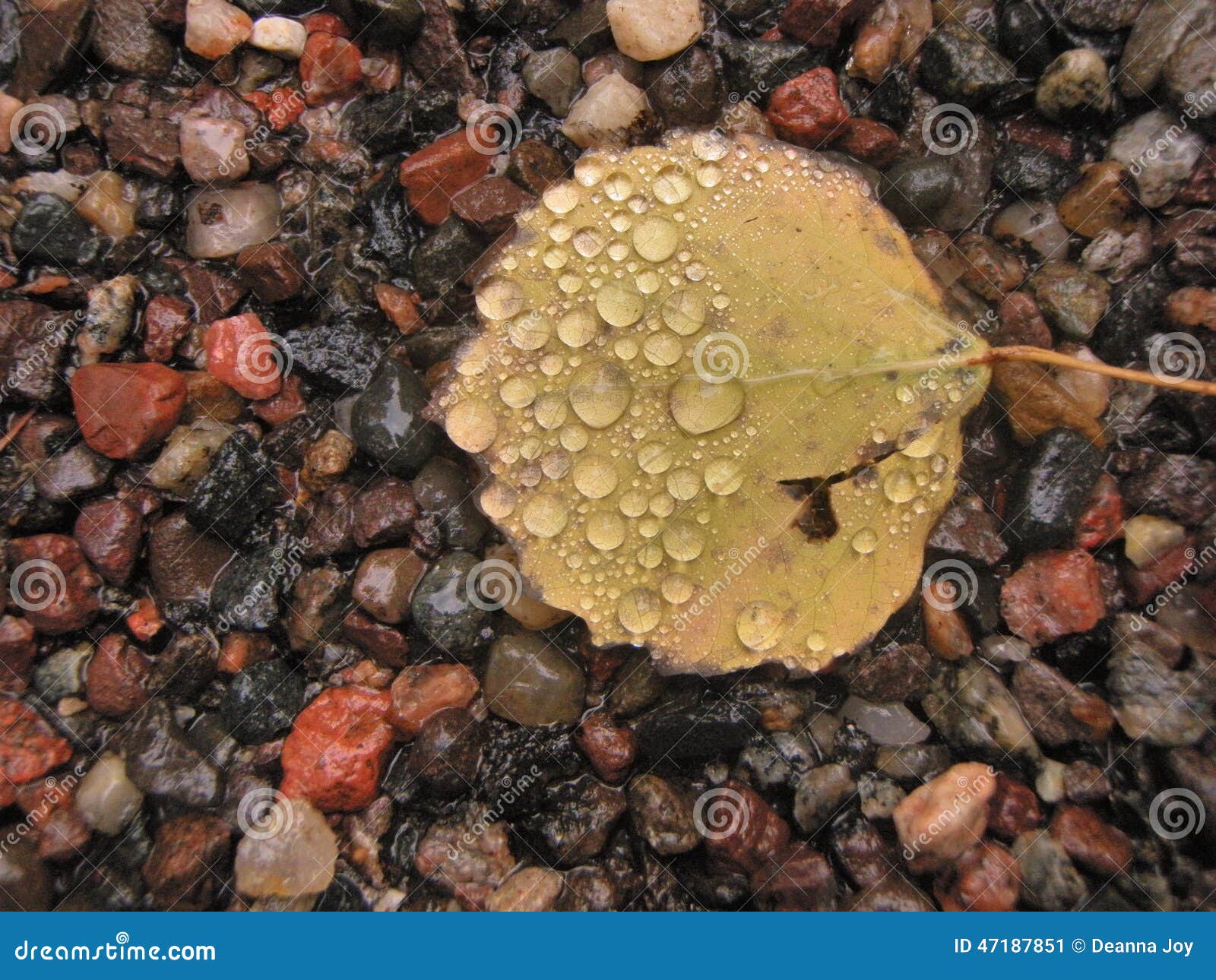 Raindrops on Yellow Leaf on Agates Stock Image - Image of rain, laying ...