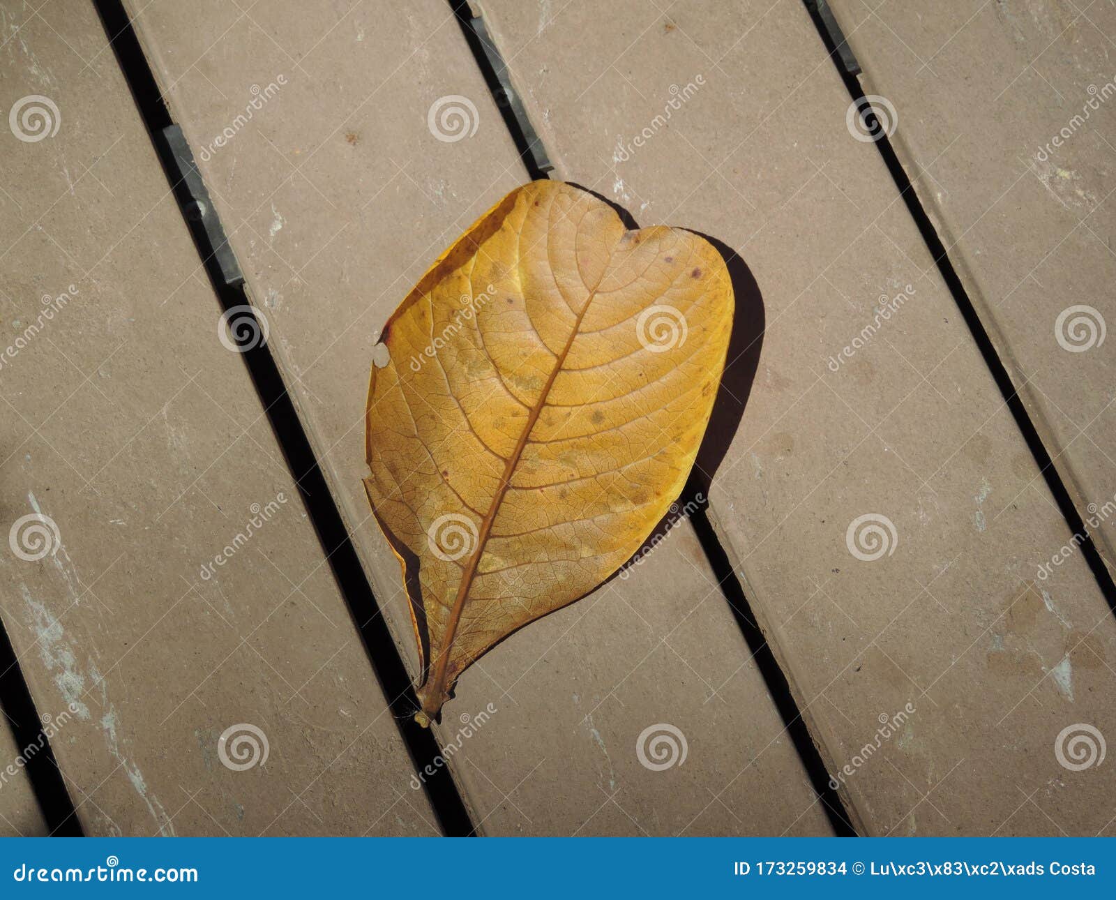 A fallen leaf stock photo. Image of bench, leaves, environment - 173259834