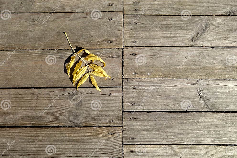 Fallen Leaf on Wooden Terrace Floor Stock Photo - Image of terrace ...