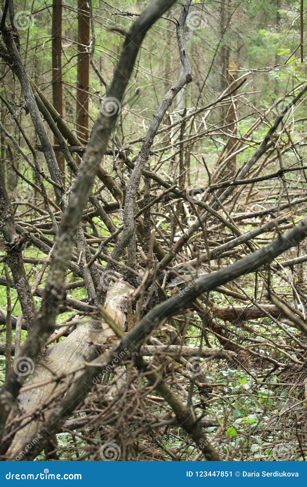 Fallen Leafless Tree with Dry Branches Stock Image - Image of walking ...
