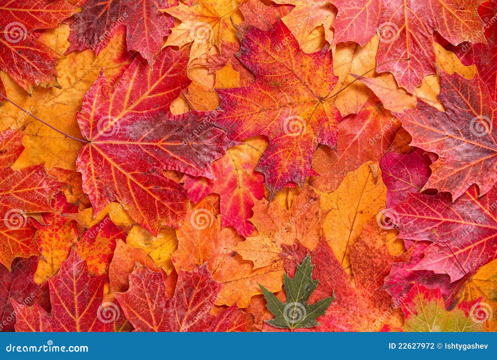 Fallen Leafs stock photo. Image of golden, yellow, vein - 22627972