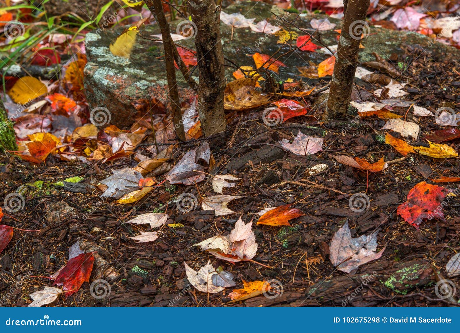 Fallen leafs stock photo. Image of empty, fall, echo - 102675298