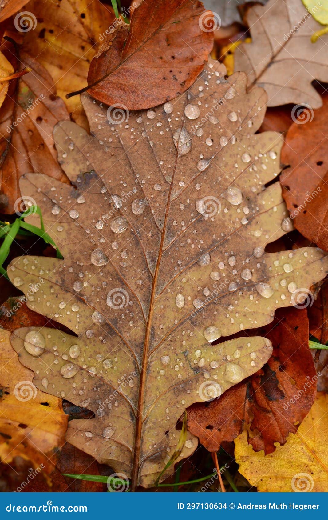 Fallen Leafs with Water Drops on it Fall Autumn Stock Photo - Image of ...