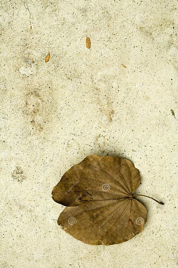 Fallen Leave stock photo. Image of festive, background - 724862