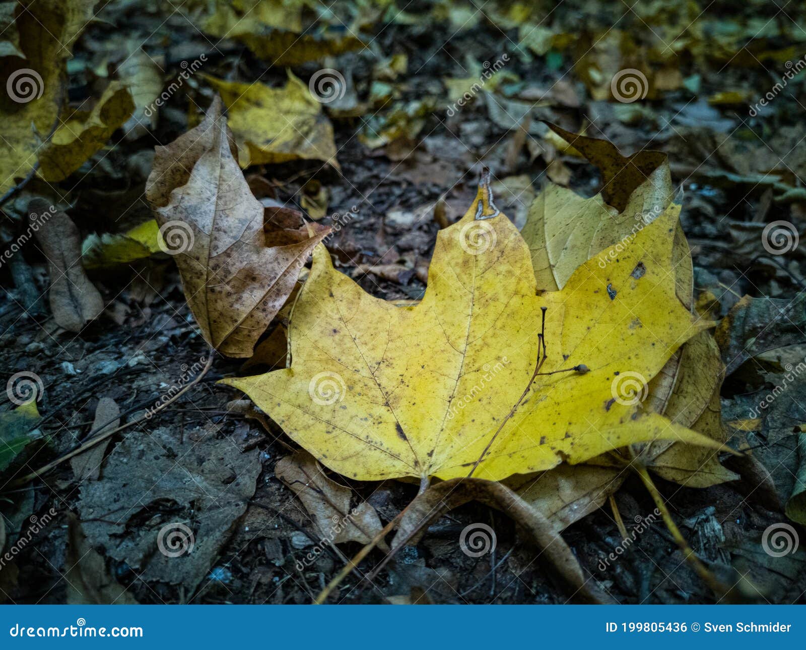 Fallen leave in the forest stock photo. Image of forest - 199805436