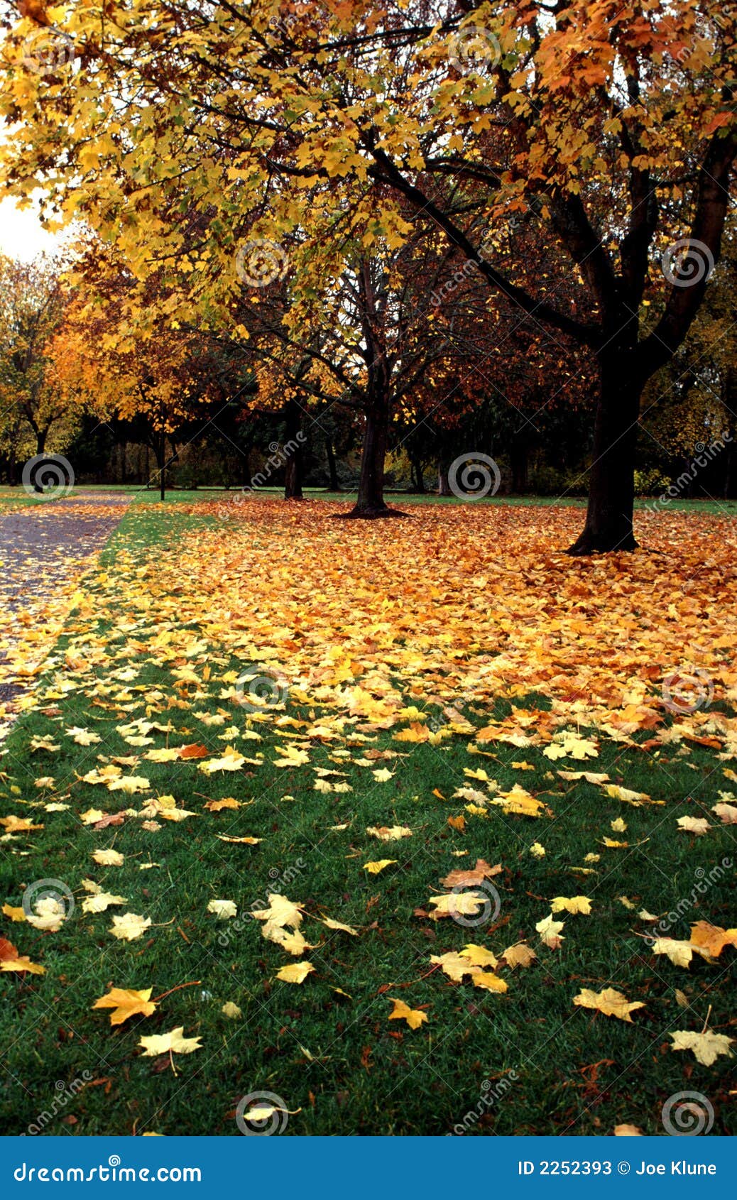 Fallen leaves stock image. Image of outdoors, colorful - 2252393