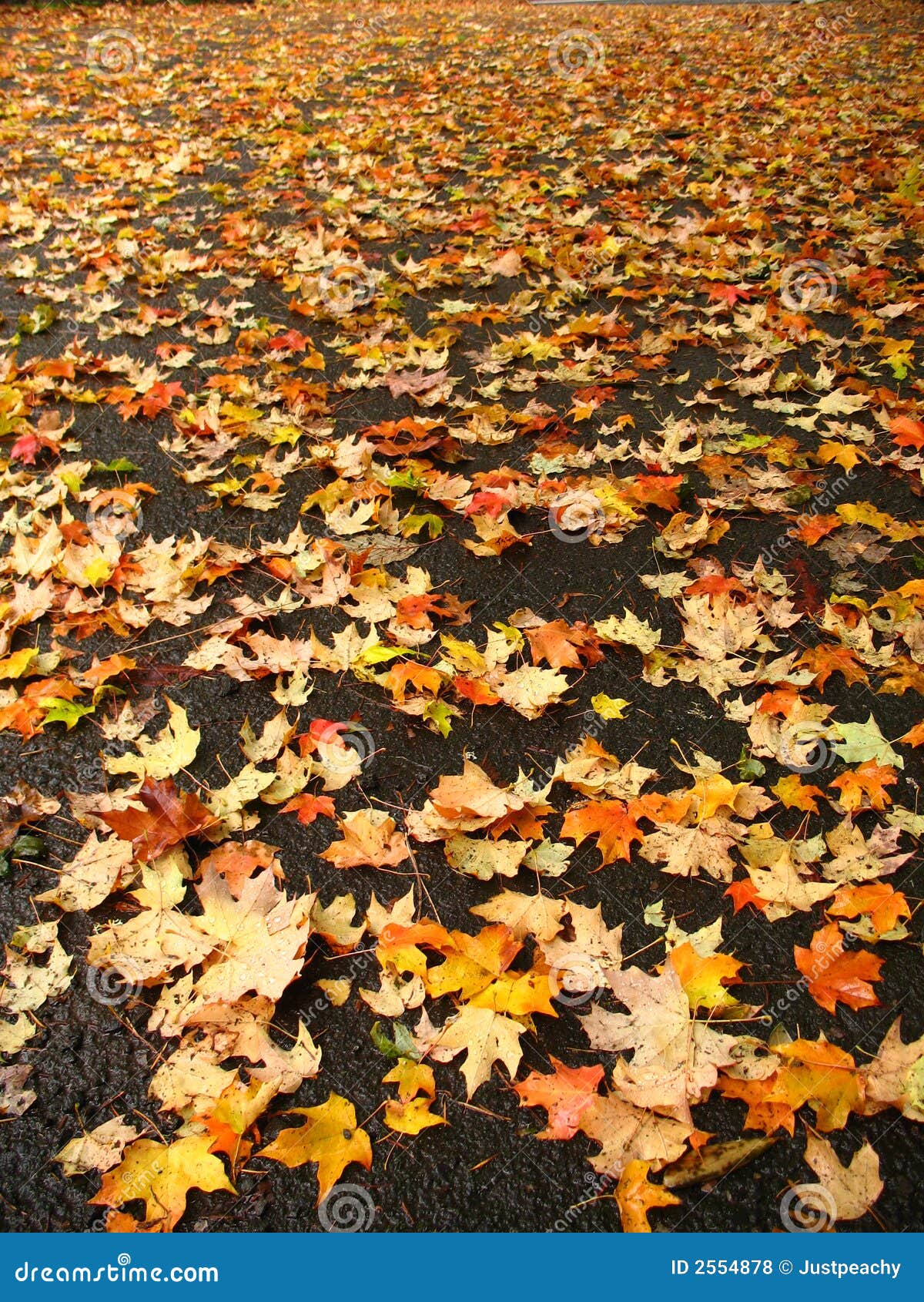 Fallen Leaves stock photo. Image of colorful, autumn, seasons - 2554878