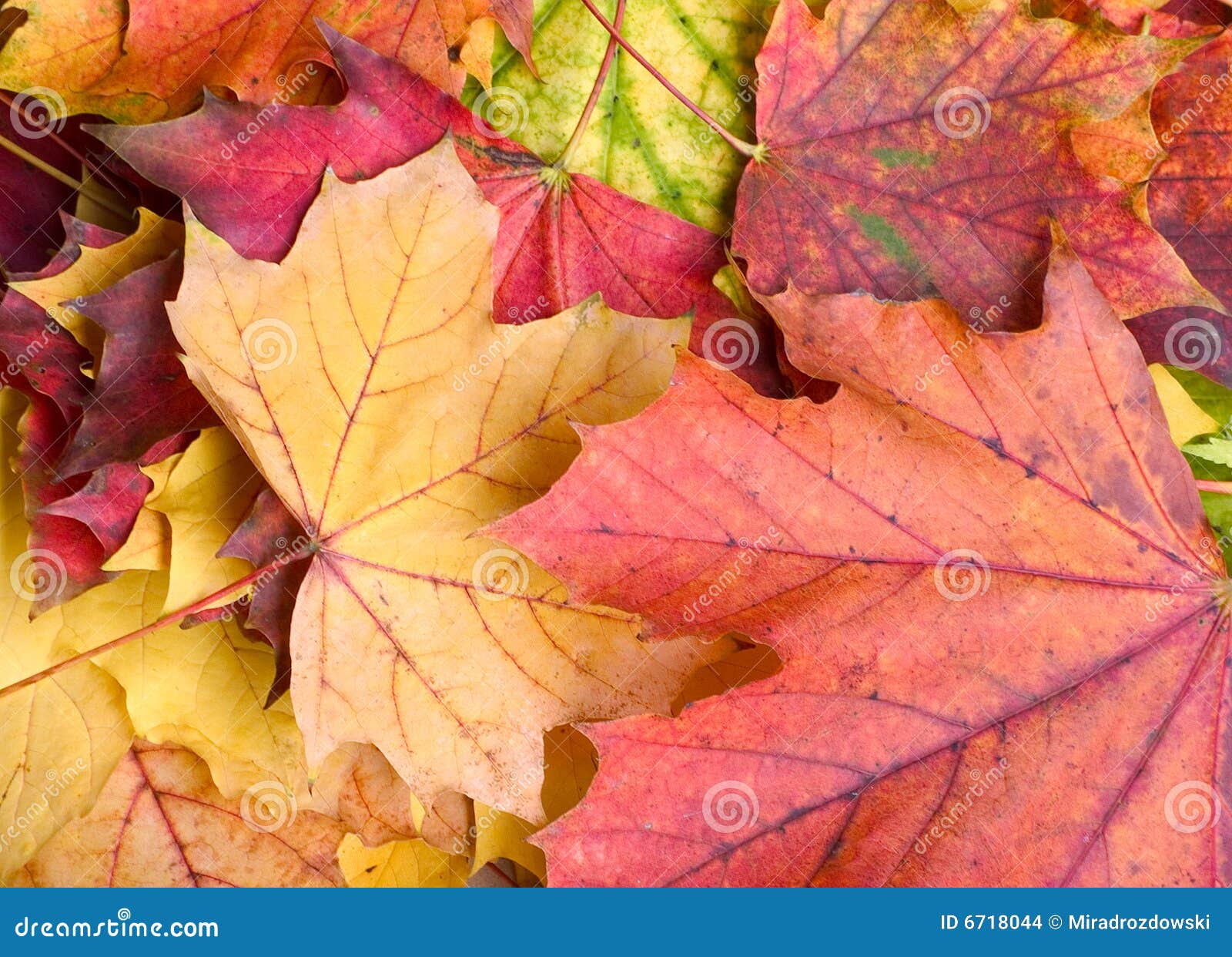 FALLEN LEAVES stock photo. Image of decay, background - 6718044
