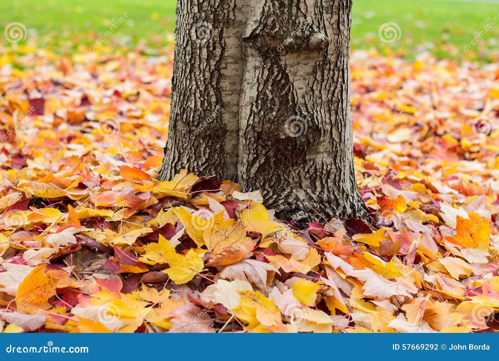 Fallen Leaves Around a Tree Trunk Stock Photo - Image of lawn, leaf ...