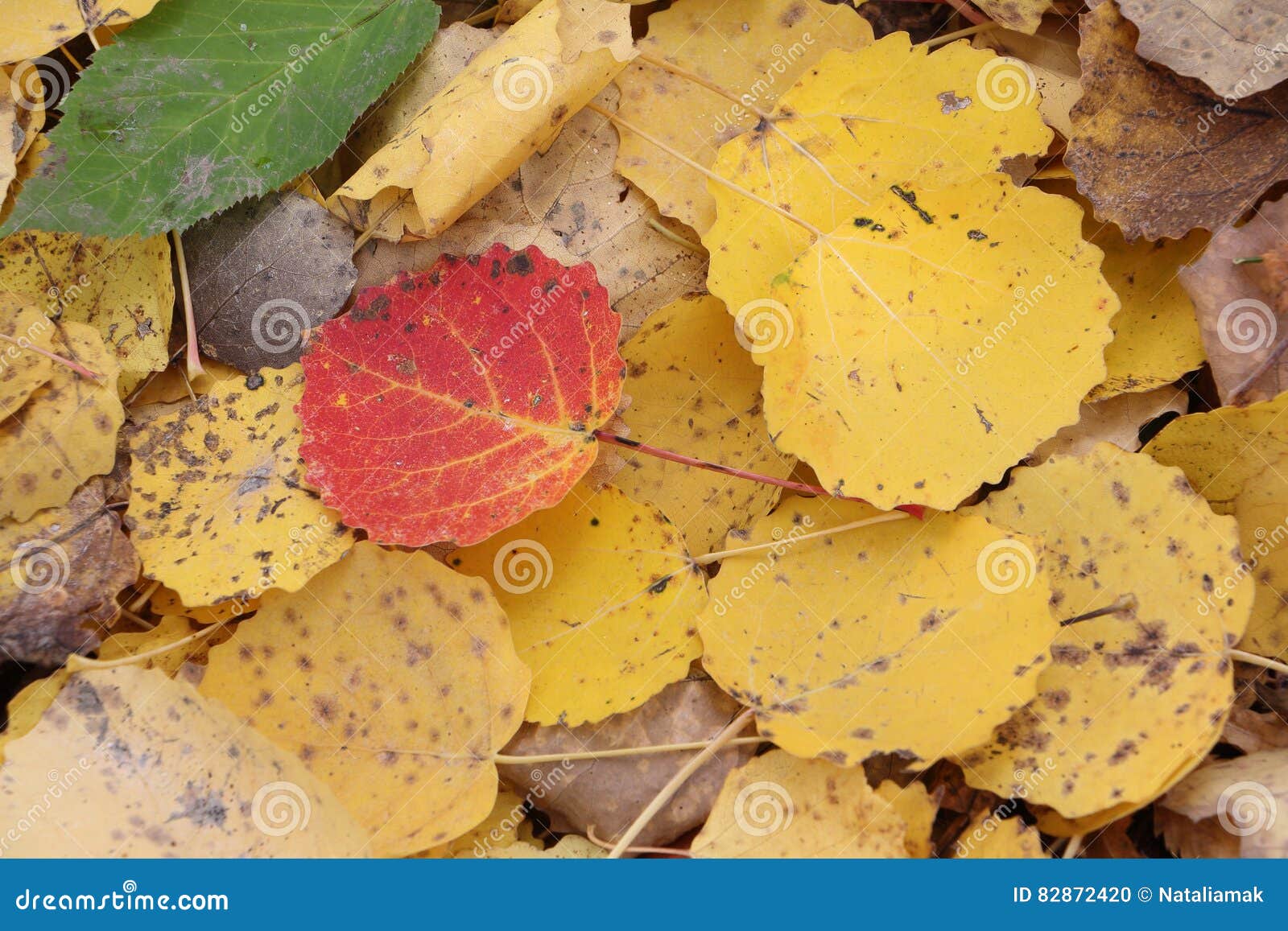 Fallen Leaves of an Aspen in the Fall Stock Photo - Image of ...
