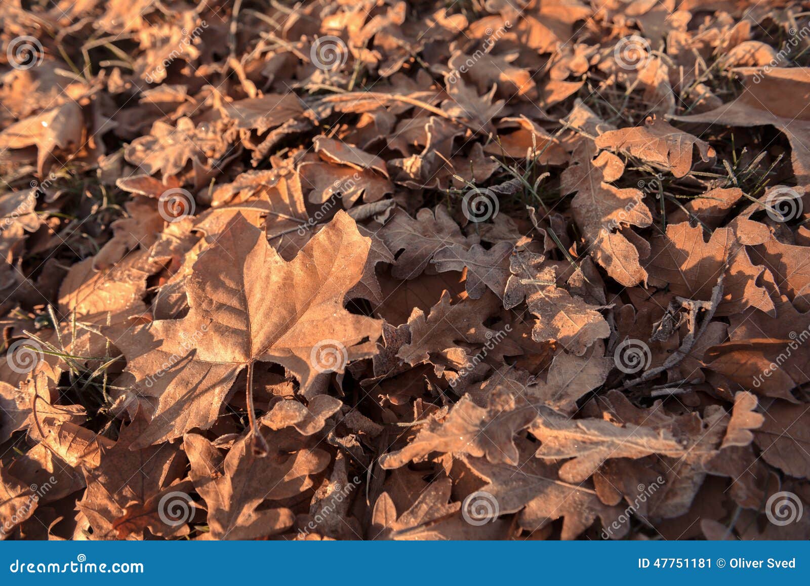 Fallen leaves stock image. Image of background, life - 47751181