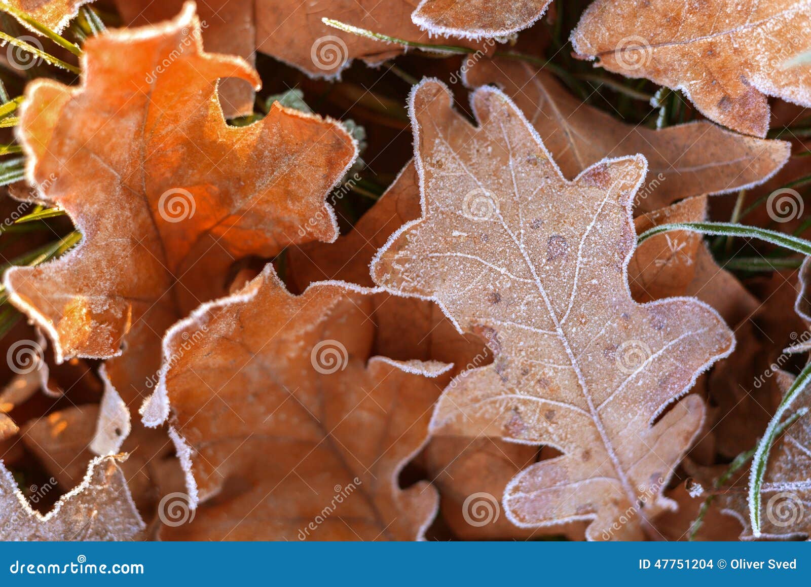 Fallen leaves stock photo. Image of dead, season, bright - 47751204