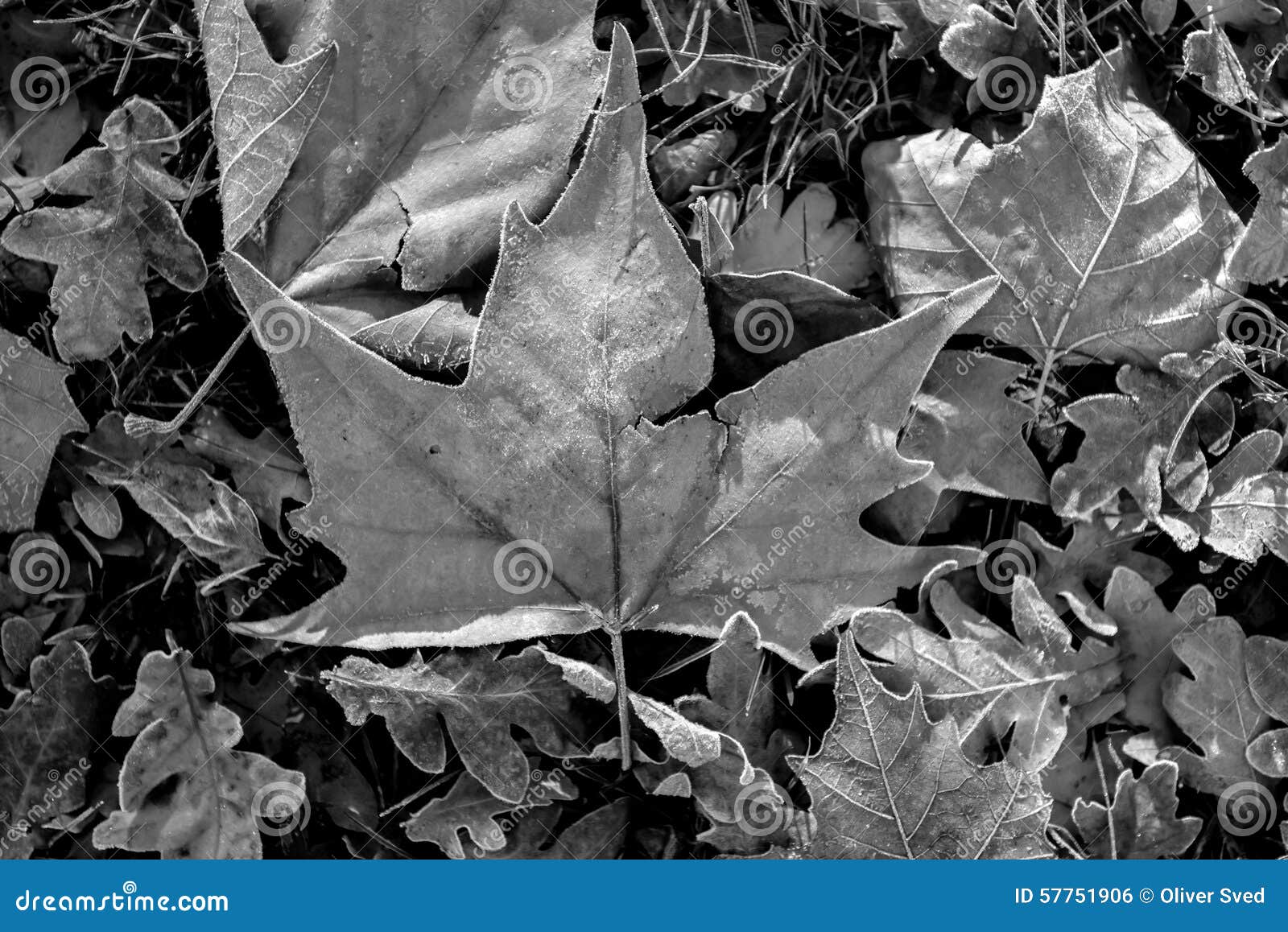 Fallen leaves stock photo. Image of bright, fallen, hoarfrost - 57751906