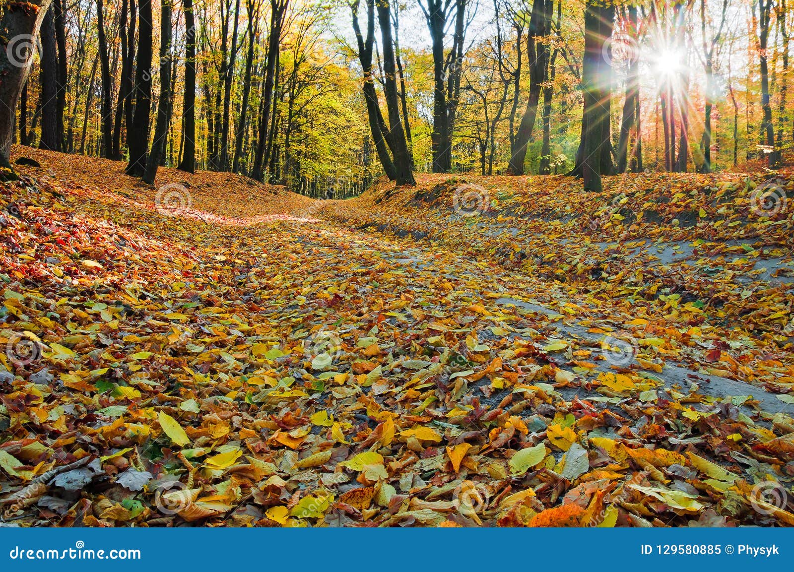 Fallen Leaves in Autumn Forest Stock Image - Image of garden, landscape ...