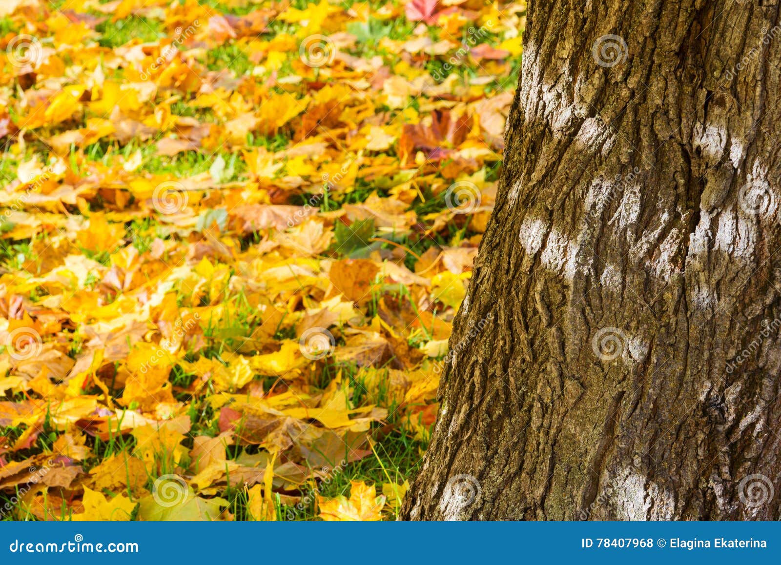 Fallen Leaves in Autumn Forest Stock Photo - Image of autumn, leaf ...