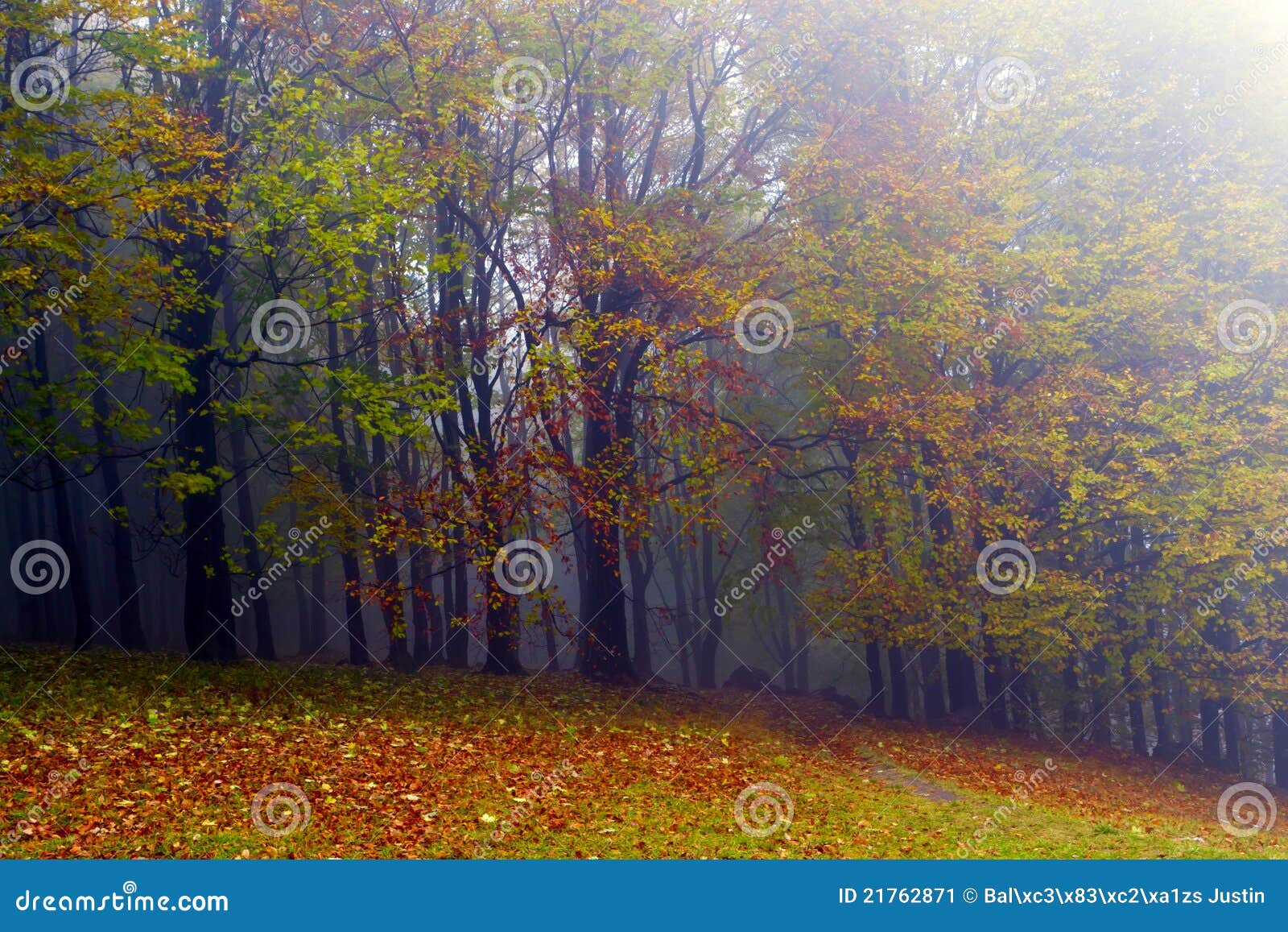 Fallen Leaves in Autumn Forest and Mysterious Fog. Stock Image - Image ...