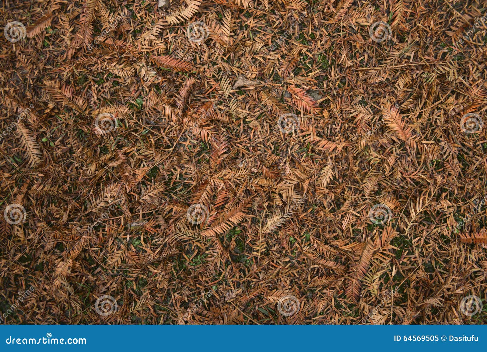 Fallen leaves background stock image. Image of ground - 64569505