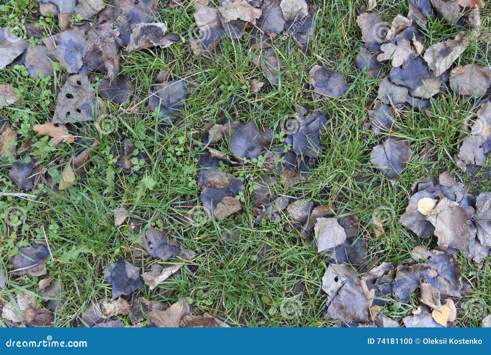Fallen leaves background stock photo. Image of autumn - 74181100