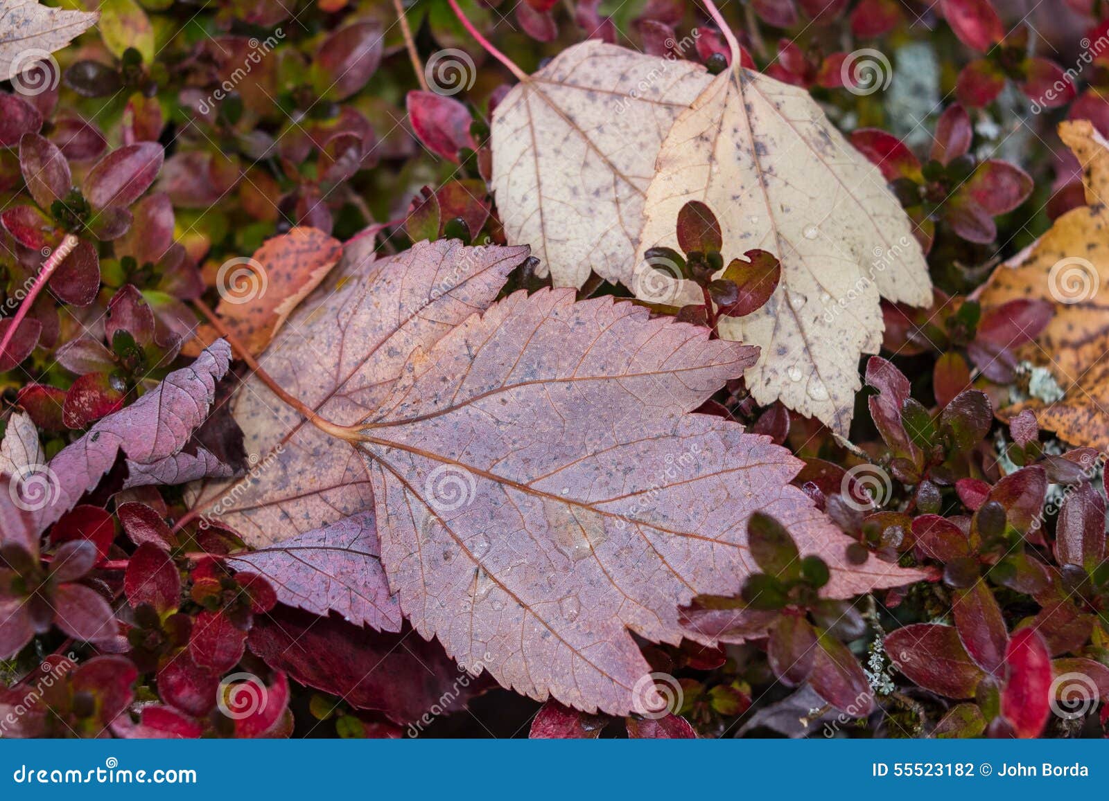 Fallen leaves on a bush stock photo. Image of color, fallen - 55523182
