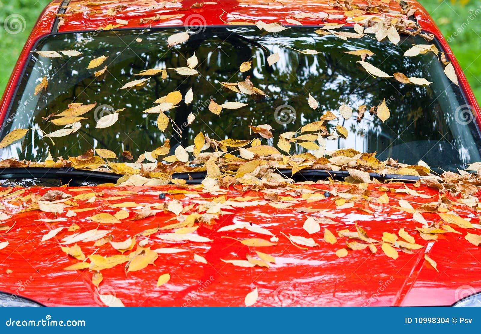 Fallen leaves on a car stock photo. Image of autumn, street - 10998304