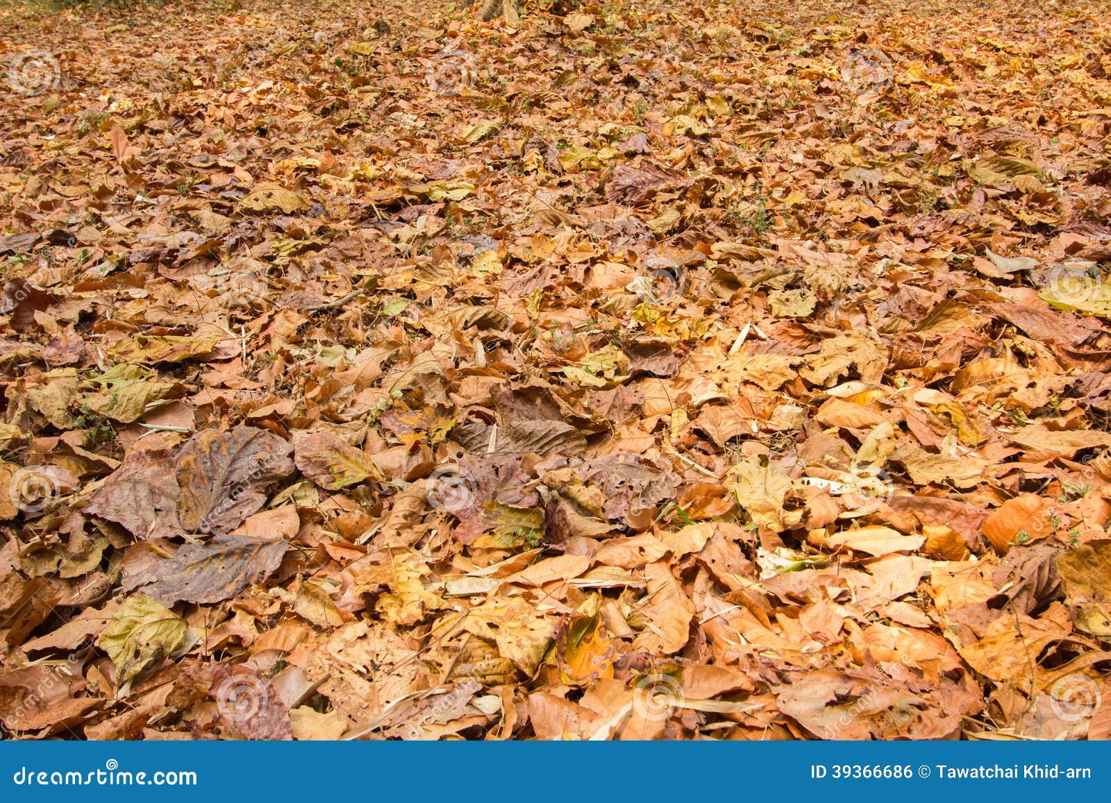 Fallen leaves stock photo. Image of dead, orange, leaf - 39366686