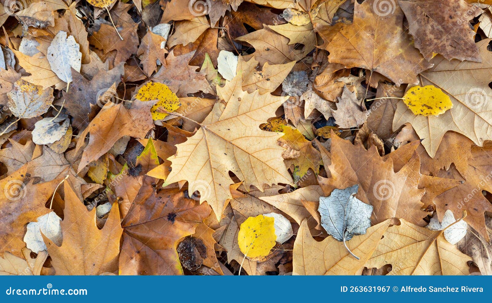 Fallen Leaves that Completely Cover the Ground with Ocher Stock Image ...