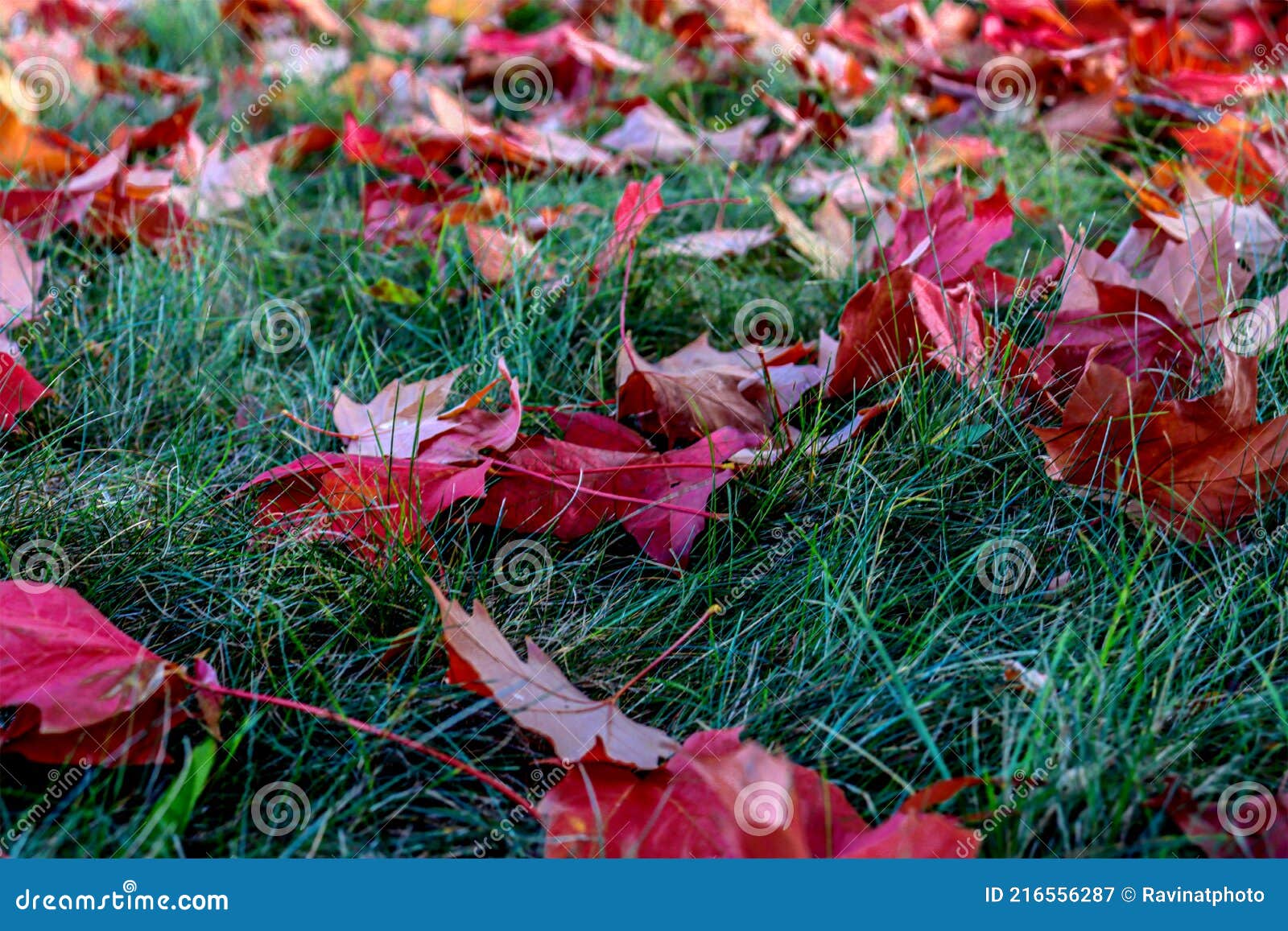 Fallen Leaves in Contrast To the Green Grass - Fall in Central Canada ...