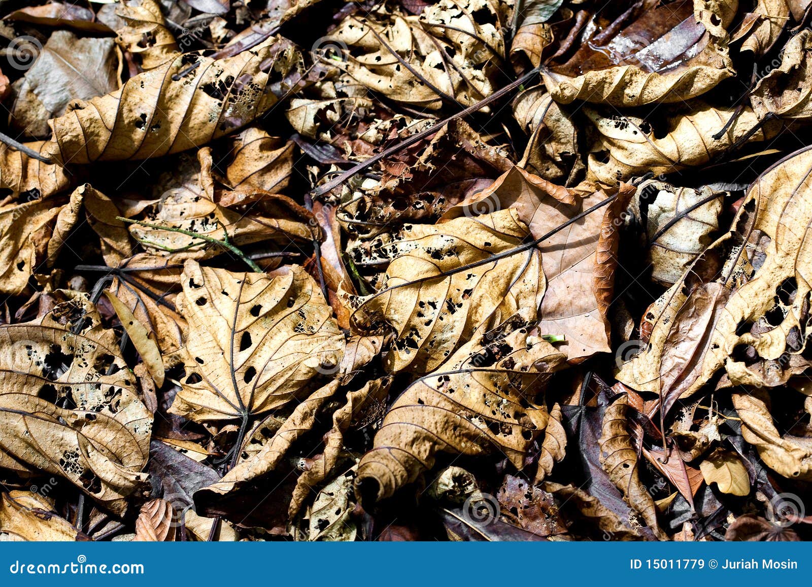 Fallen Leaves Decaying On The Forest Floor Royalty Free Stock Images ...