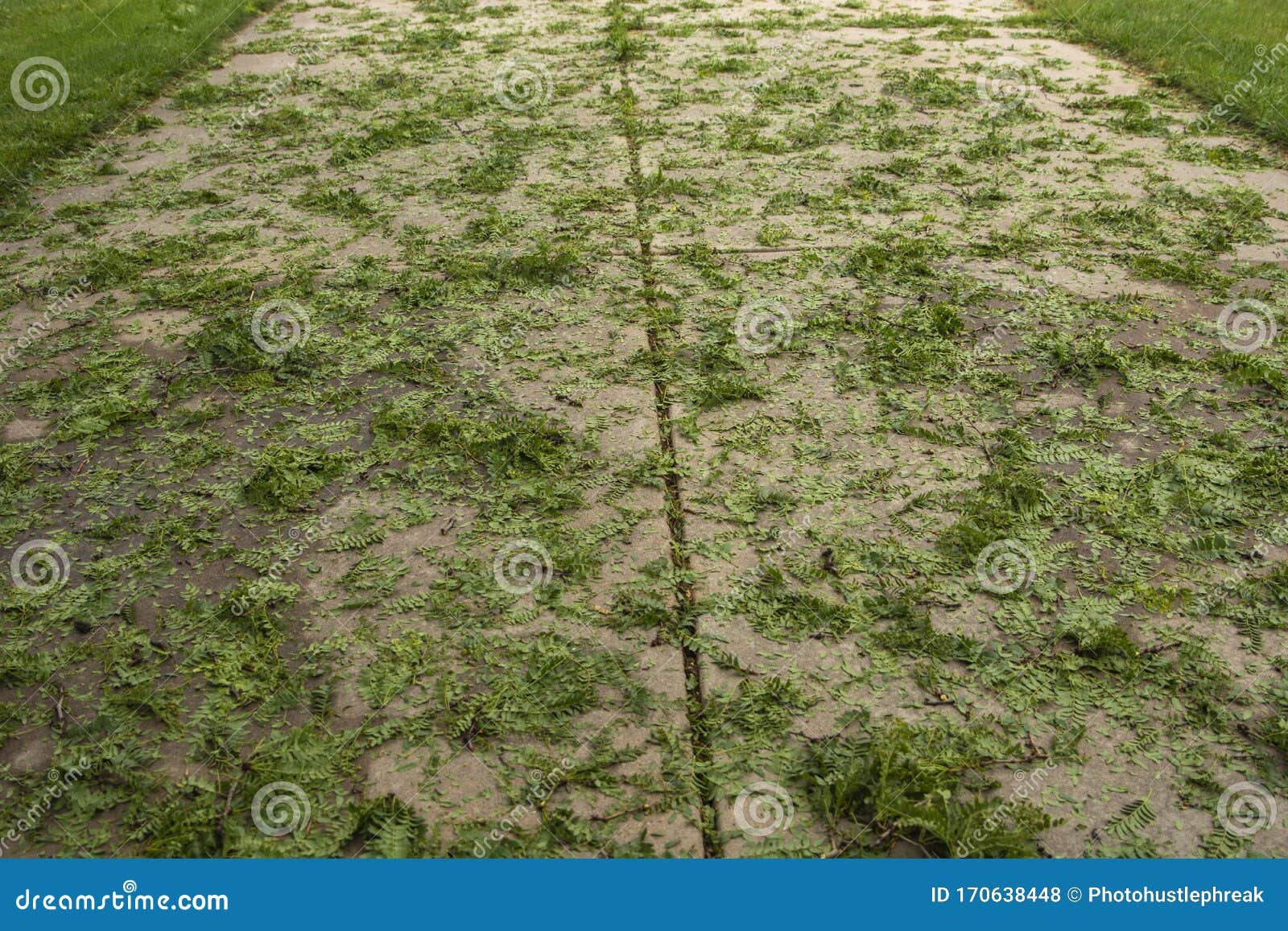 Fallen Leaves on Driveway after Hail Storm Stock Photo - Image of ...
