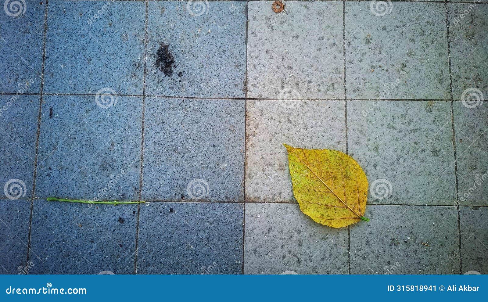 Fallen Leaves Fall on the Gray Ceramic Floor Stock Image - Image of ...