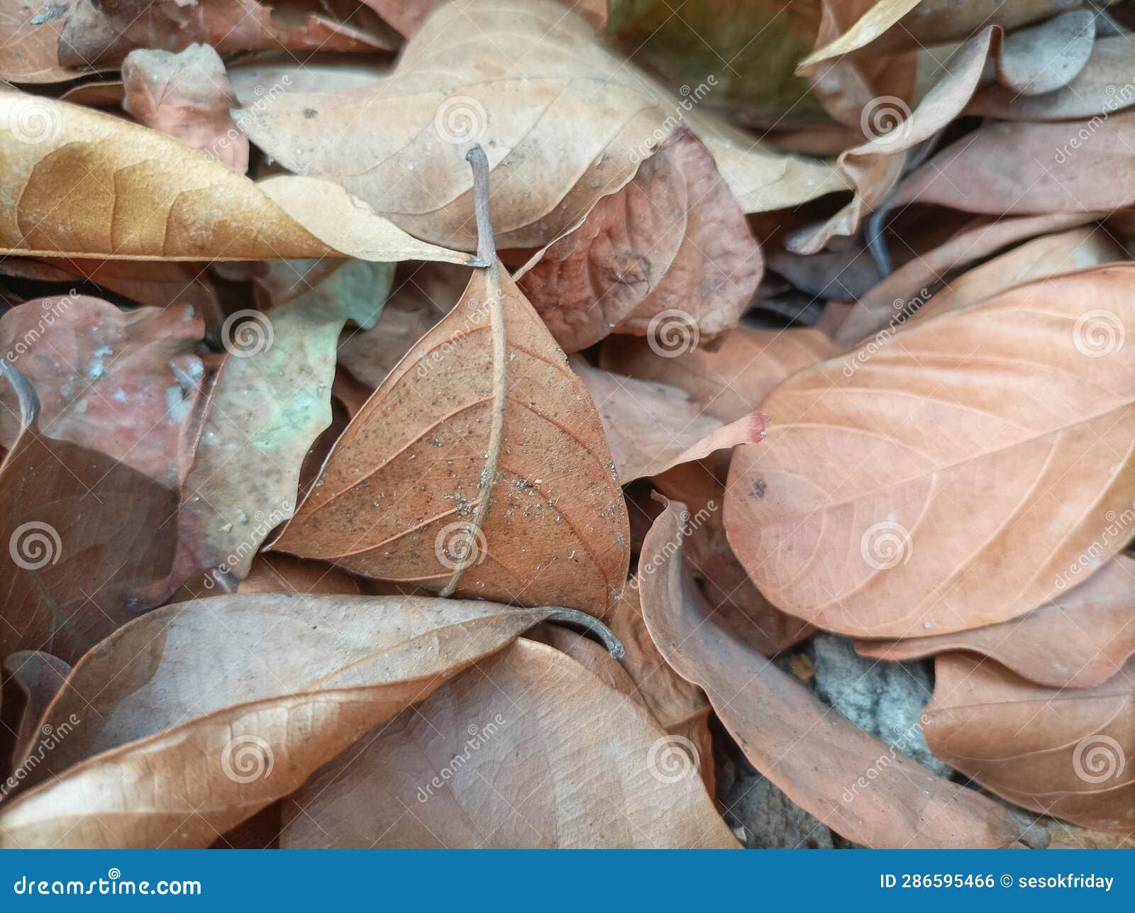 Fallen Leaves that Fall To the Ground Stock Photo - Image of background ...