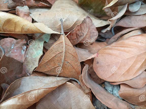 Fallen Leaves that Fall To the Ground Stock Photo - Image of autumn ...