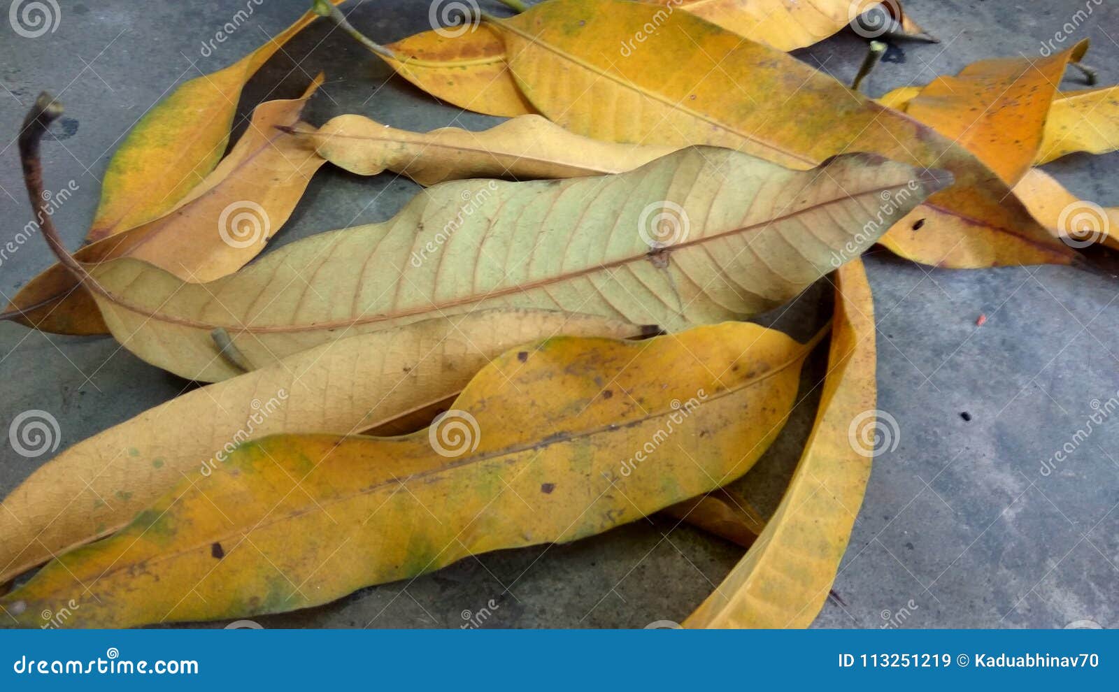 Fallen leaves stock image. Image of fallen, mango, ground - 113251219